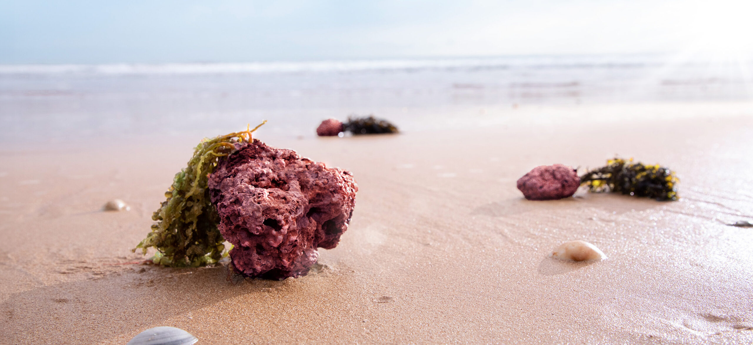 The Benefits of Red Algae | AlgaeCal