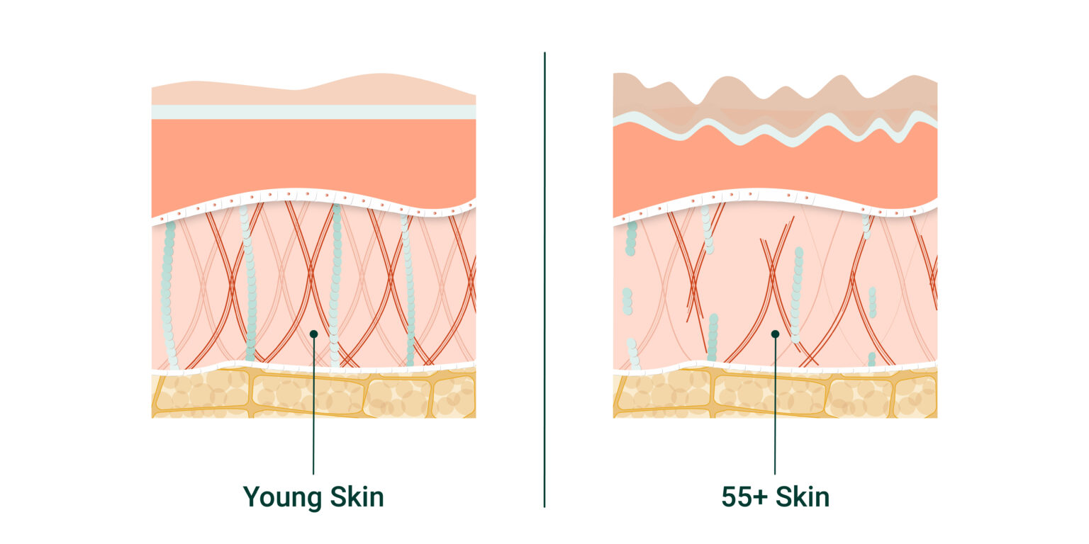 How VERISOL® Collagen Helps With Hair, Skin & Nails | AlgaeCal