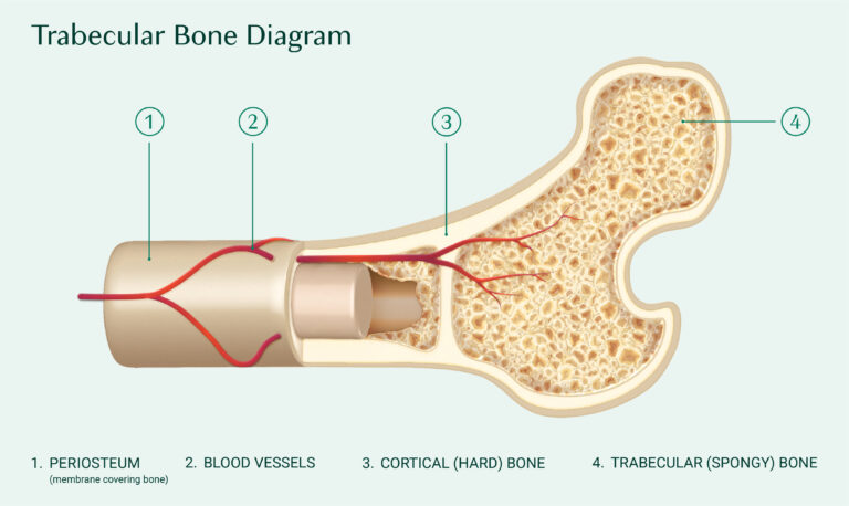 Everything You Need to Know About Trabecular Bone Score (TBS) | AlgaeCal