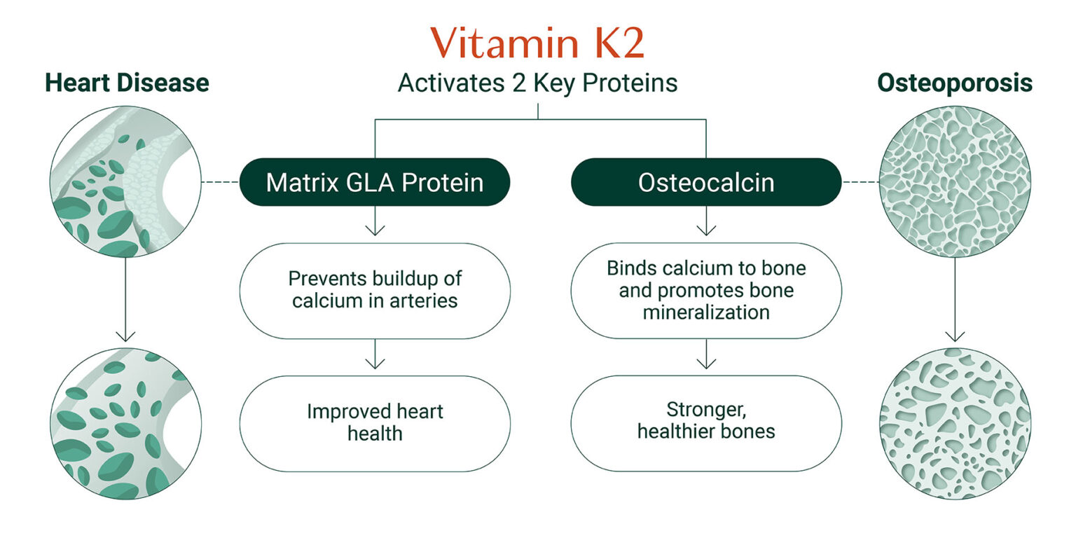 MK4 vs MK7 - The Two Forms of Vitamin K2 & The Differences
