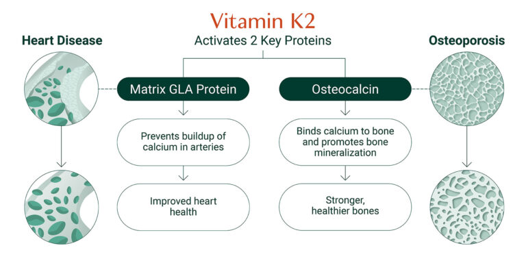 MK4 vs MK7 - The Two Forms of Vitamin K2 & The Differences