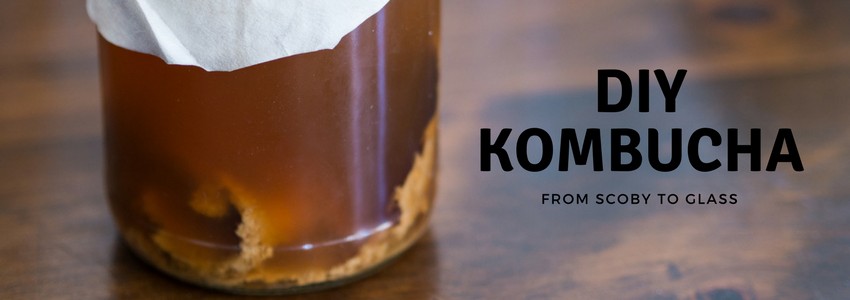 How to Make Kombucha At Home | AlgaeCal