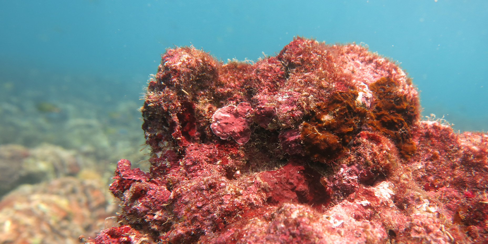 The Benefits of Red Algae | AlgaeCal